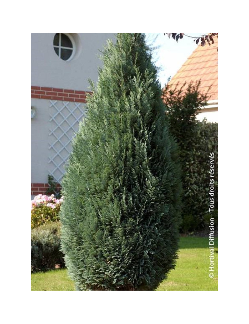 CHAMAECYPARIS lawsoniana COLUMNARIS (Cyprès de Lawson columnaire)