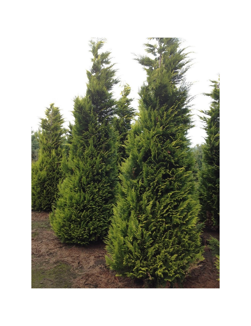 CHAMAECYPARIS lawsoniana GOLDEN WONDER (Cyprès de Lawson Golden Wonder)