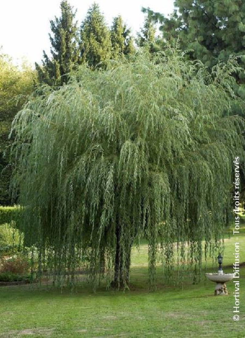 Saule pleureur