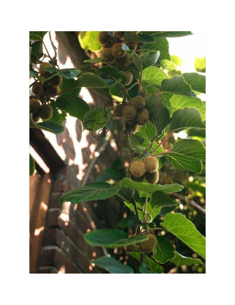 KIWI autofertile SOLO (ACTINIDIA chinensis)