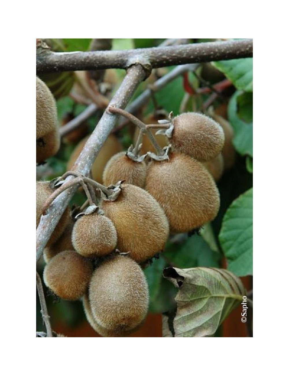 KIWI autofertile SOLOSSIMO® (ACTINIDIA chinensis)