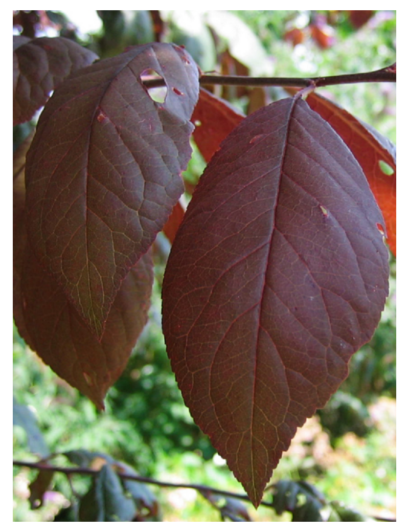 PRUNUS TRAILBLAZER (Cerisier à fleurs)