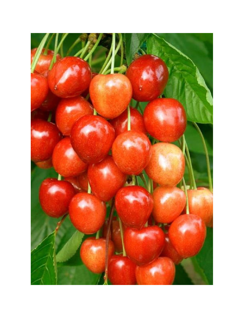 CERISIER bigarreau RAINIER (Prunus avium)