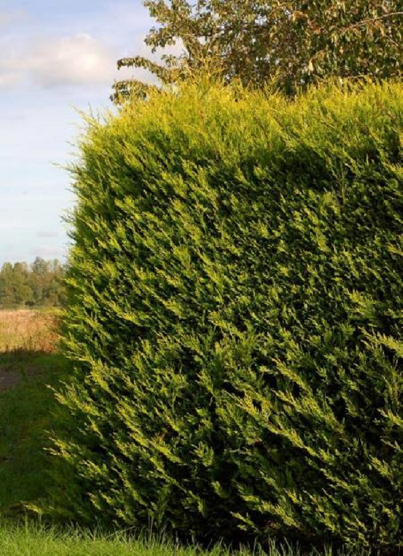 CUPRESSOCYPARIS leylandii EXCALIBUR GOLD cov (Cyprès de leyland doré ...