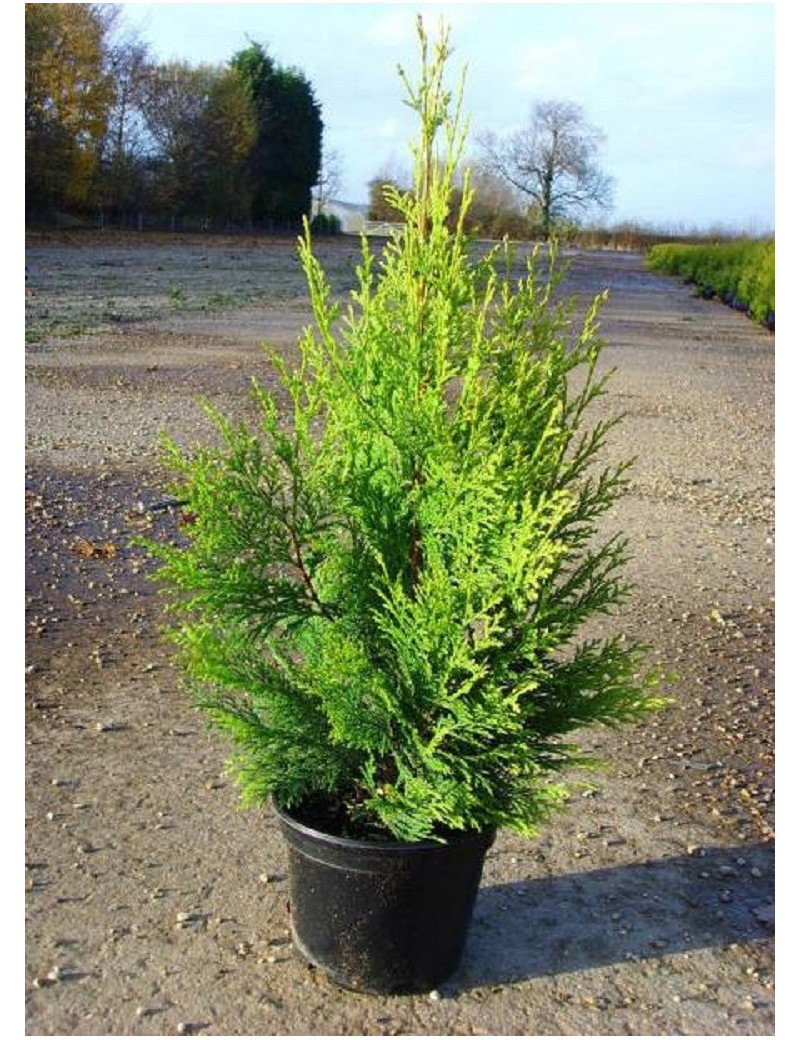 CUPRESSOCYPARIS leylandii EXCALIBUR GOLD cov (Cyprès de leyland doré ...