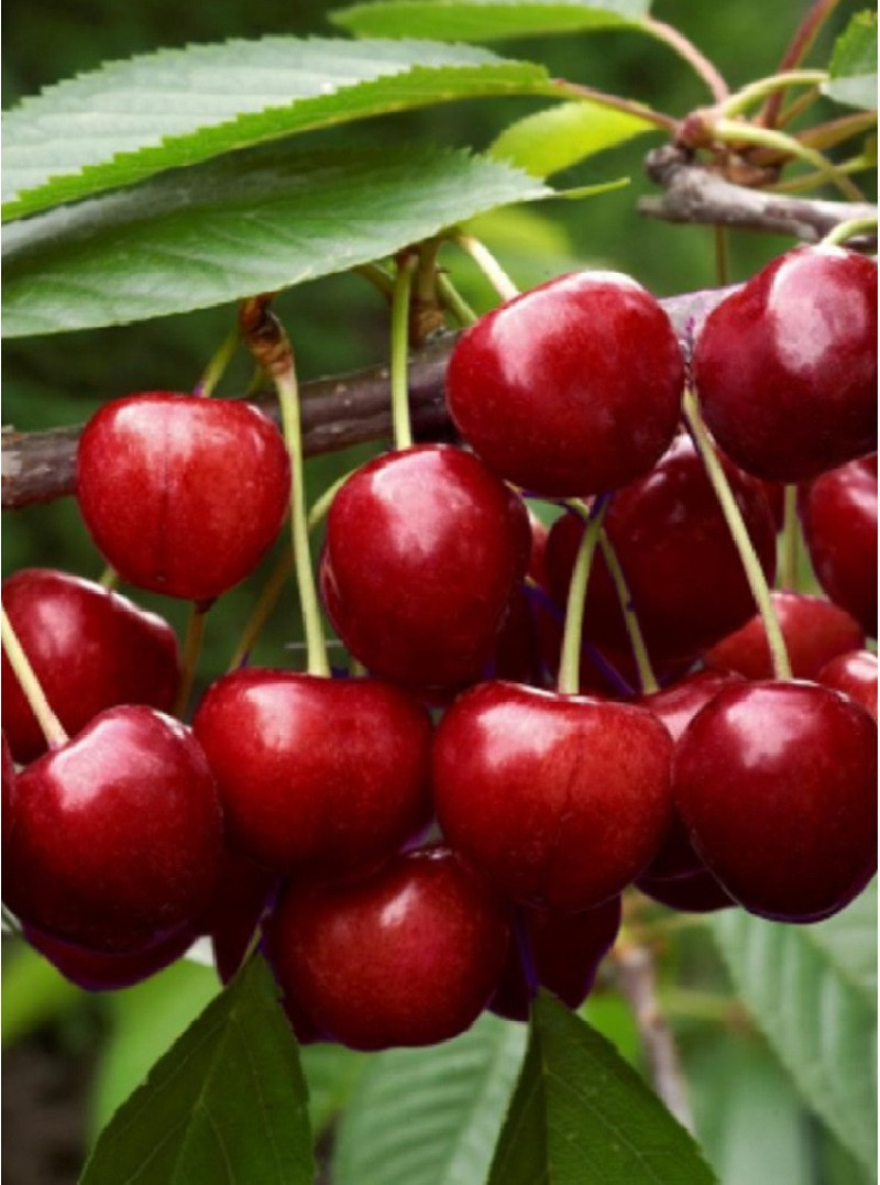 CERISIER guigne EARLY RIVERS (Prunus cerasus)