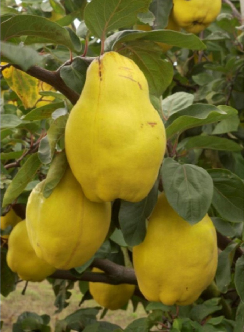 COGNASSIER DU PORTUGAL (Cydonia oblonga)