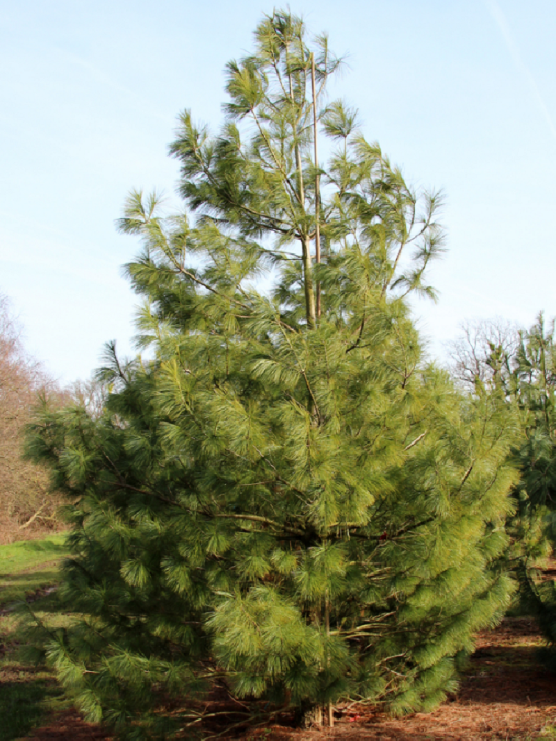 PINUS griffithii (Pin de l'Himalaya)