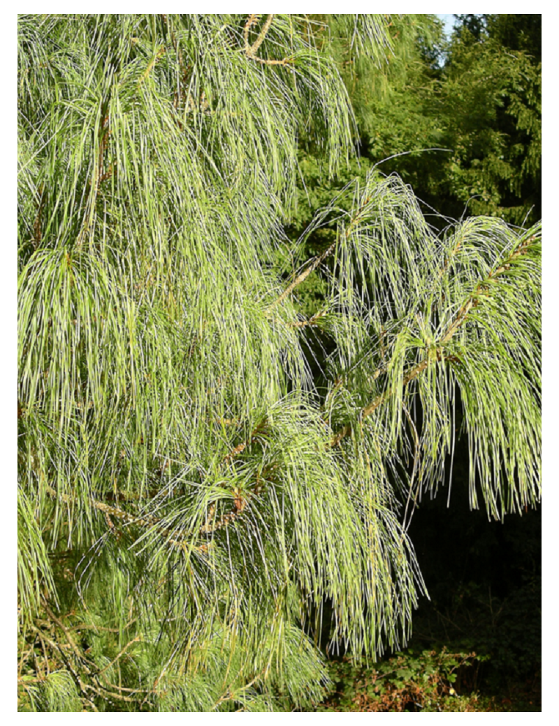PINUS griffithii (Pin de l'Himalaya)