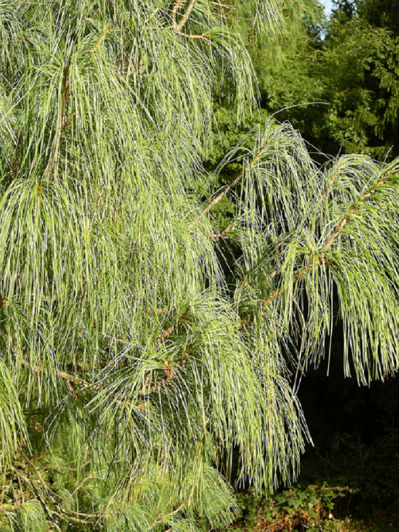 PINUS griffithii (Pin de l'Himalaya)