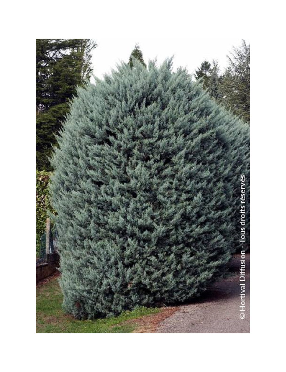 CUPRESSUS arizonica FASTIGIATA (Cyprès de l'Arizona fastigié)