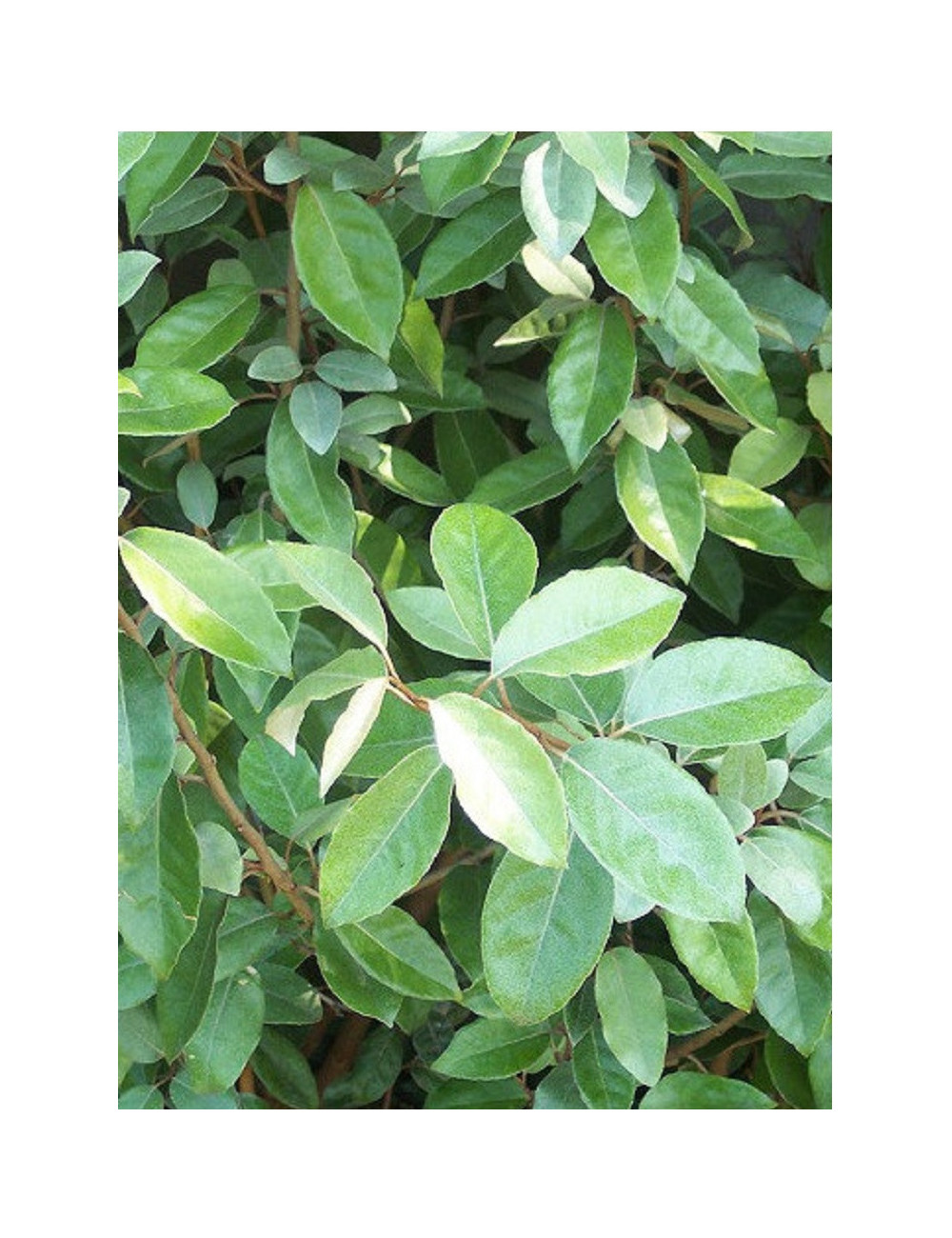 ELAEAGNUS ebbingei (Chalef - arbre)