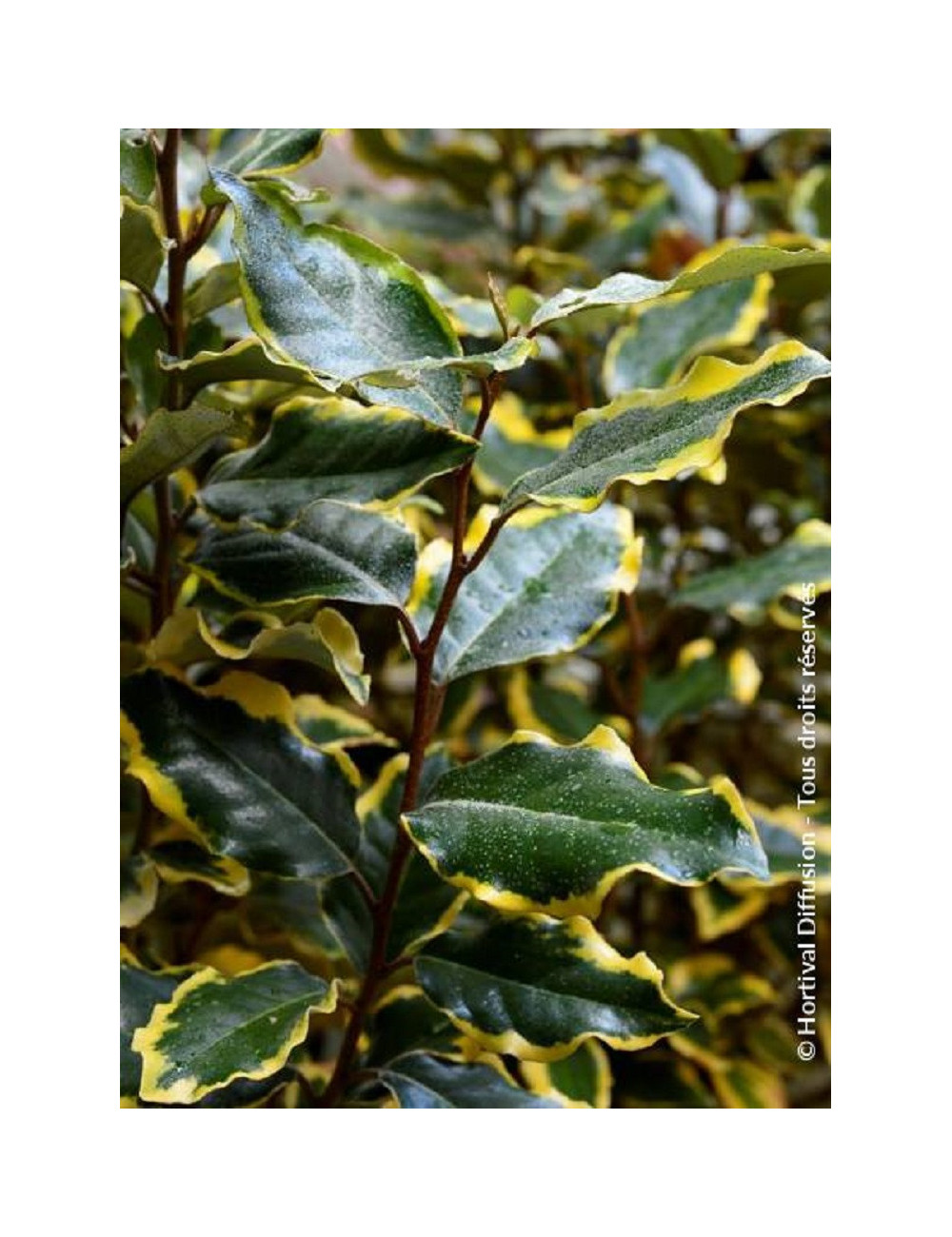 ELAEAGNUS ebbingei VIVELEG® (Chalef panaché - Arbre)
