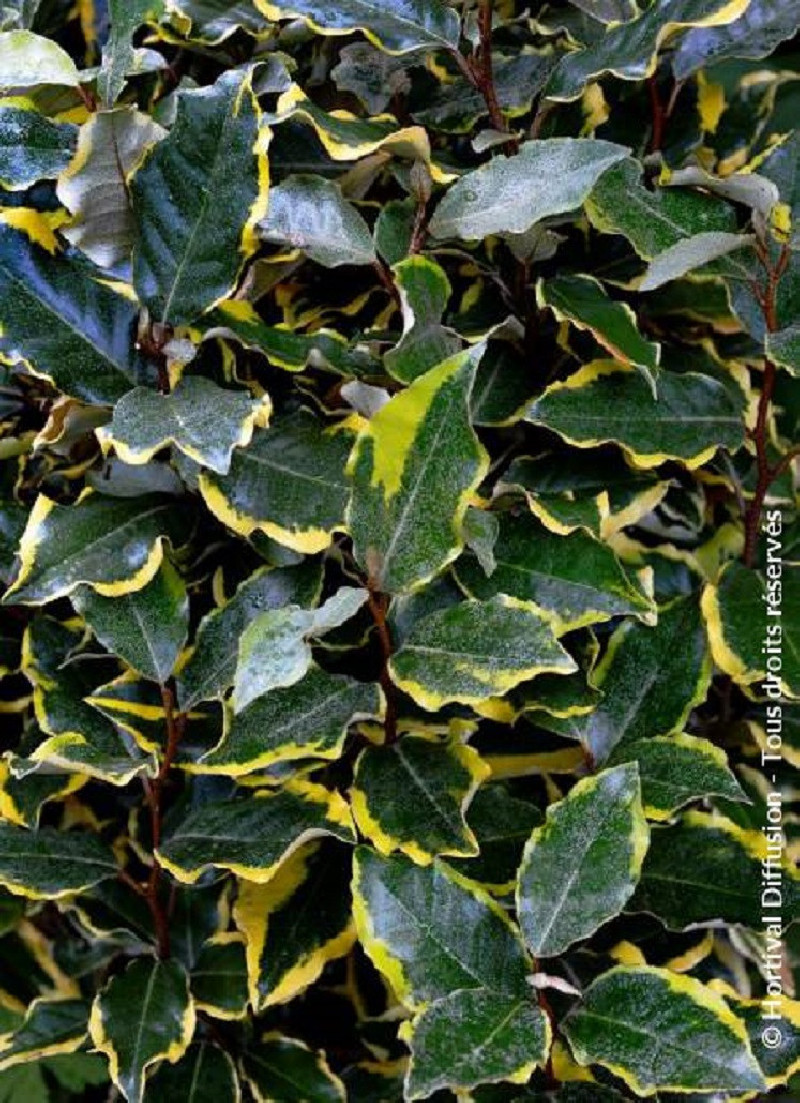 ELAEAGNUS ebbingei VIVELEG® (Chalef panaché - Arbre)