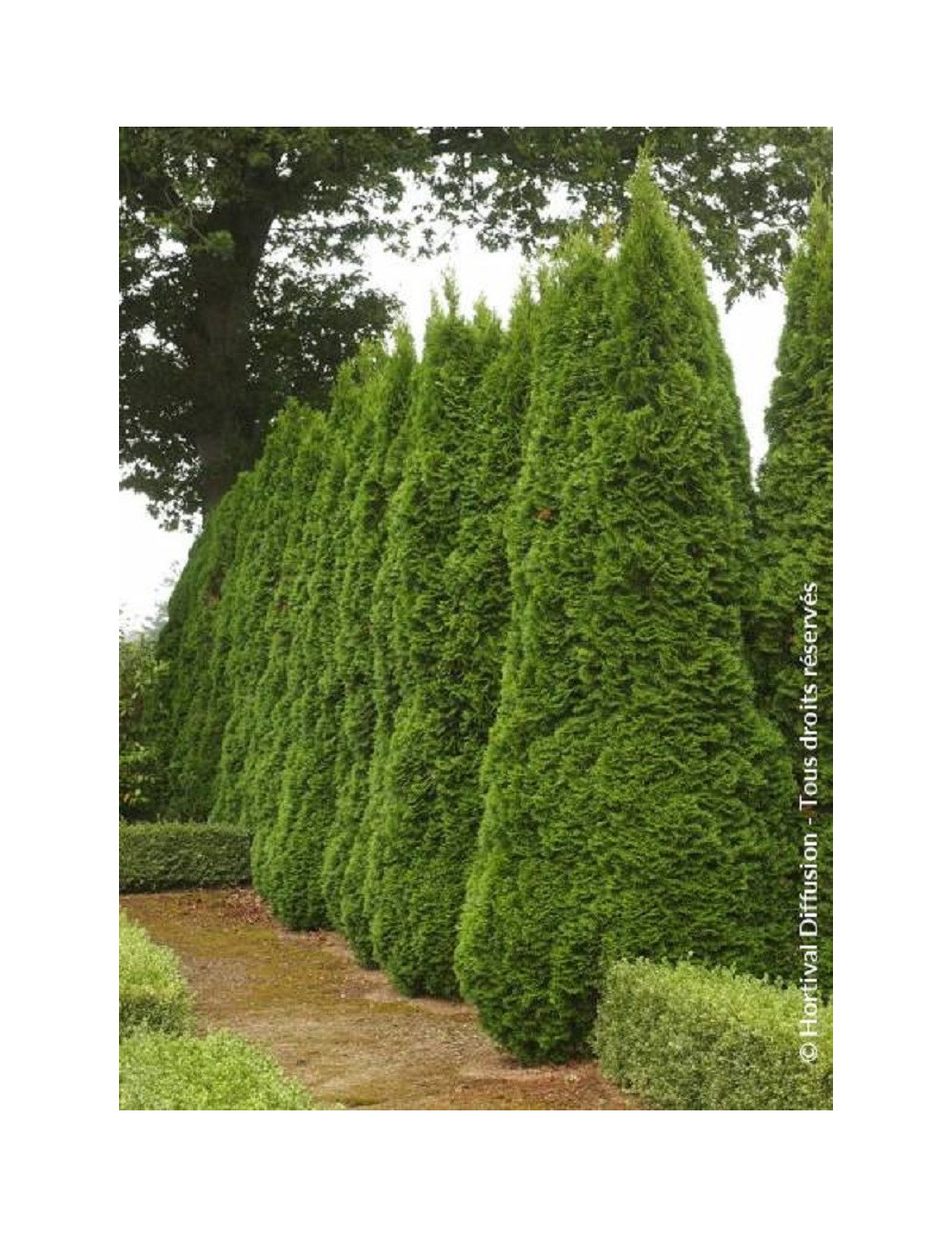 THUJA occidentalis SMARAGD (Thuya du Canada)