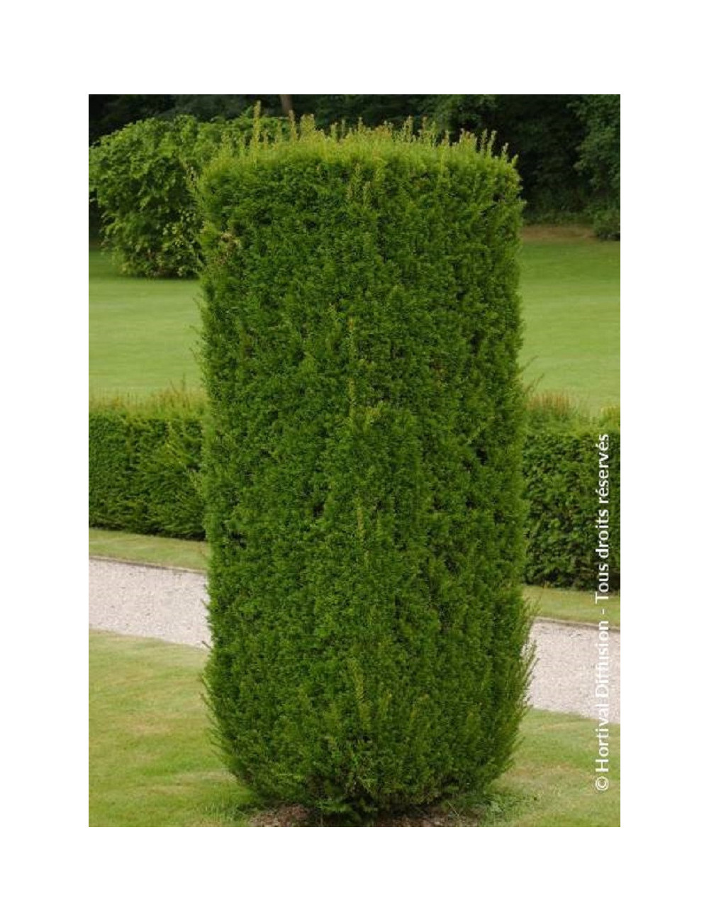 TAXUS baccata (If commun)