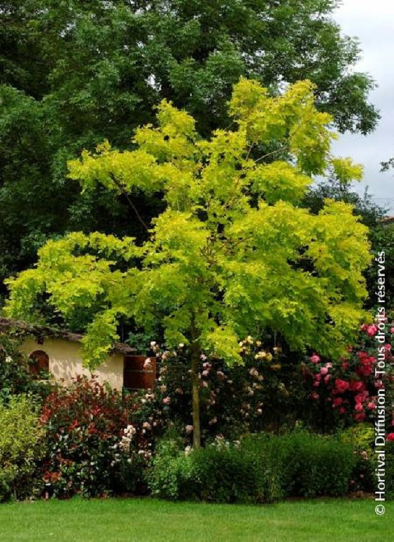 ROBINIA pseudoacacia FRISIA (Faux acacia ou Robinier)