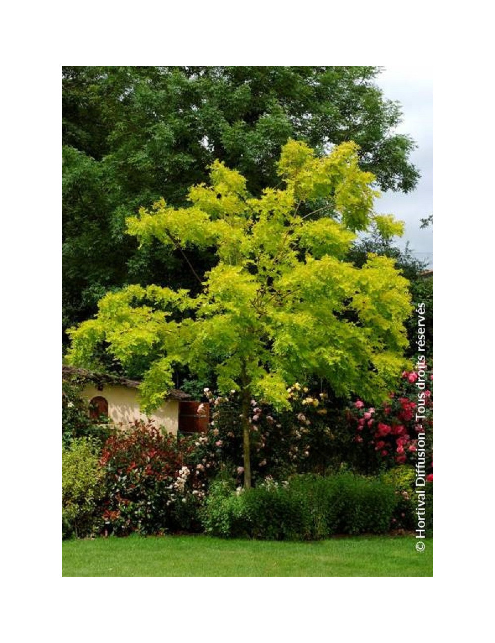 ROBINIA pseudoacacia FRISIA (Faux acacia ou Robinier)