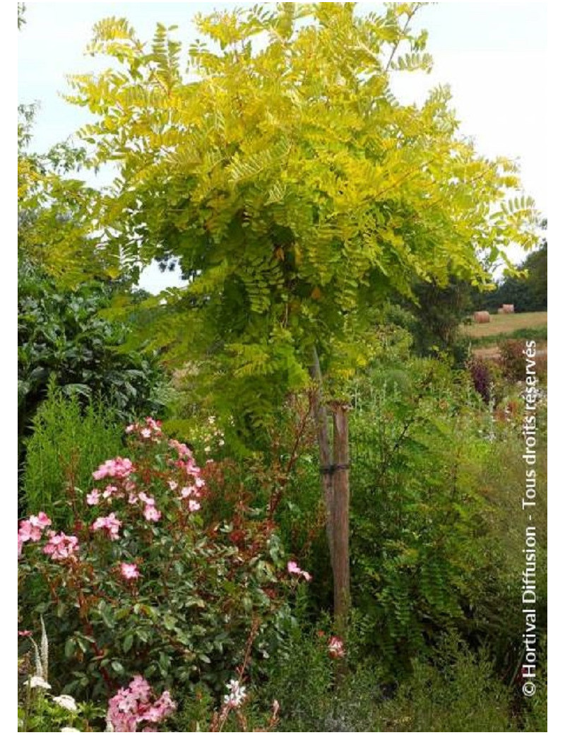 ROBINIA pseudoacacia FRISIA (Faux acacia ou Robinier)