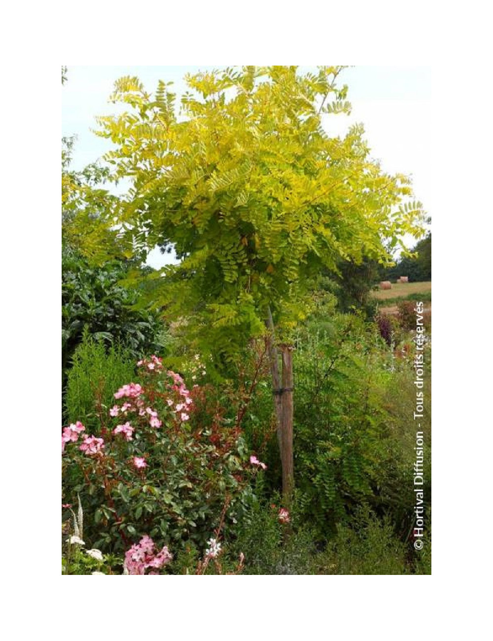 ROBINIA pseudoacacia FRISIA (Faux acacia ou Robinier)