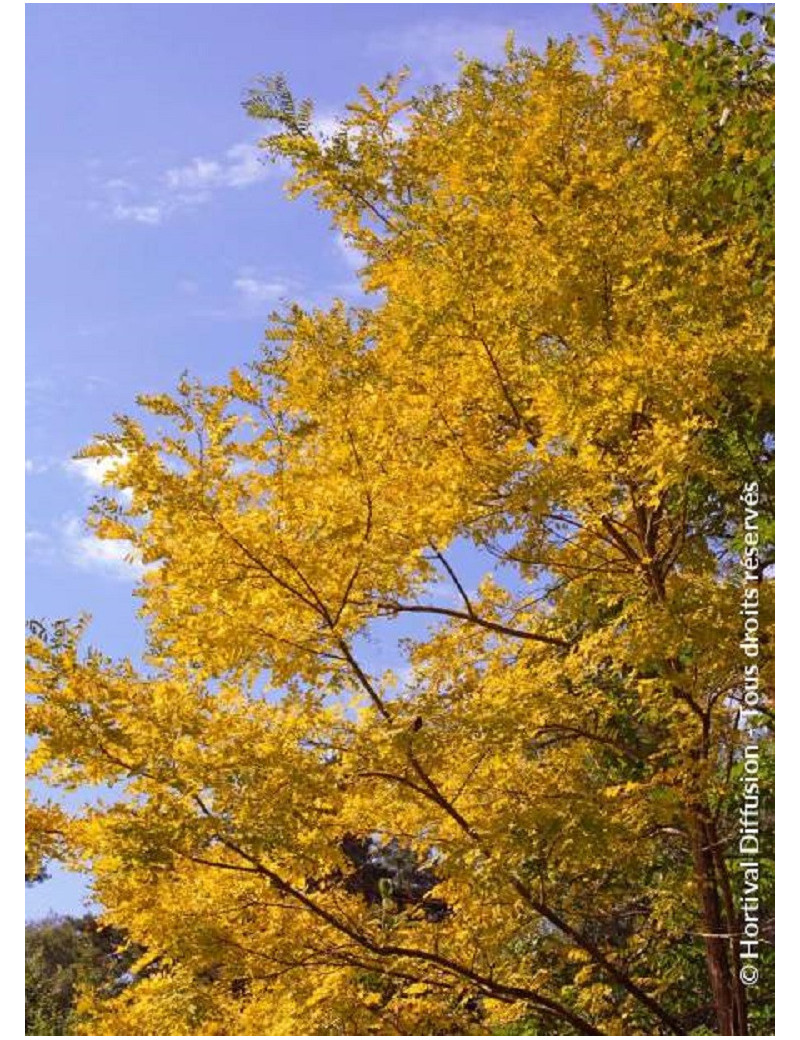 ROBINIA pseudoacacia FRISIA (Faux acacia ou Robinier)