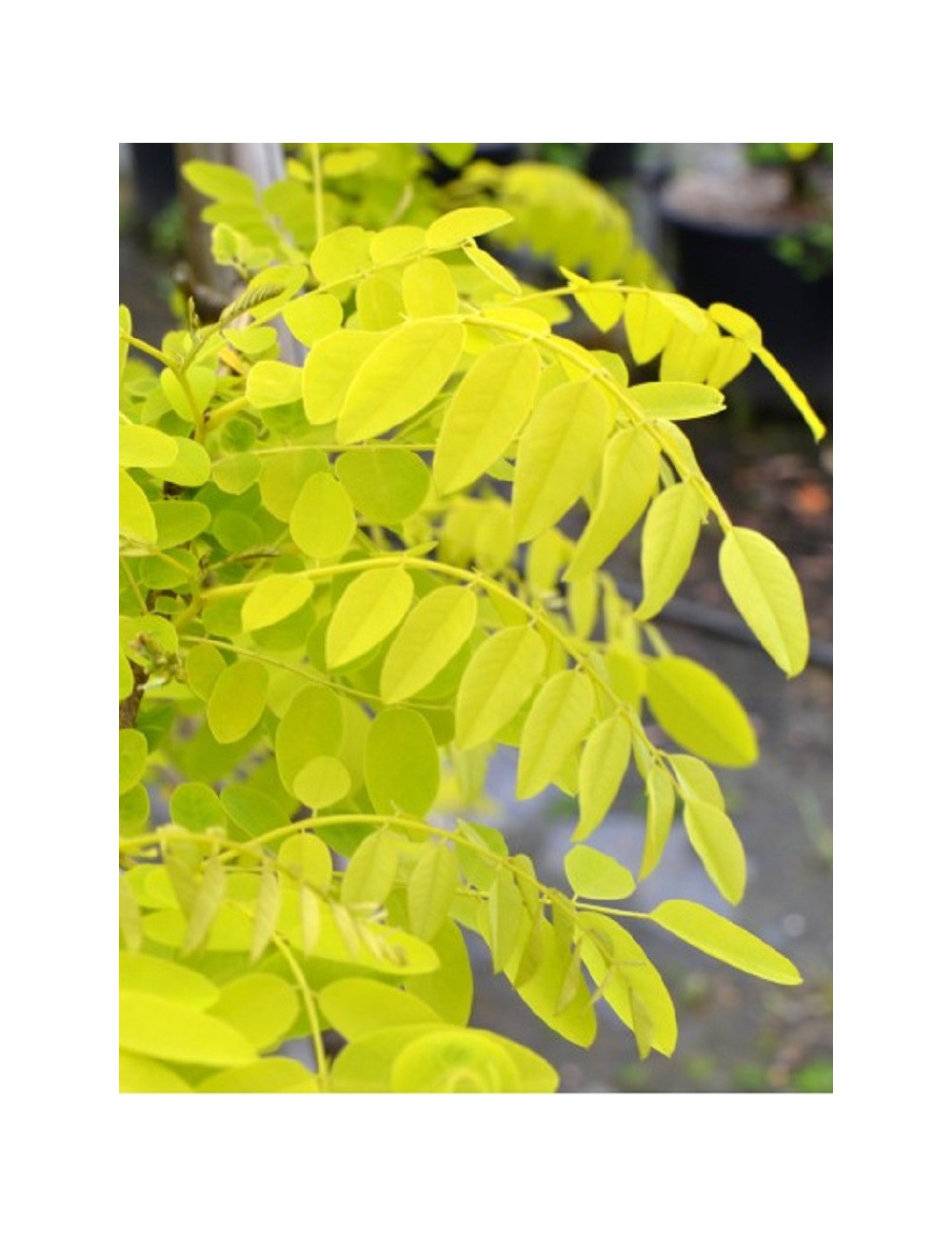 ROBINIA pseudoacacia FRISIA (Faux acacia ou Robinier)
