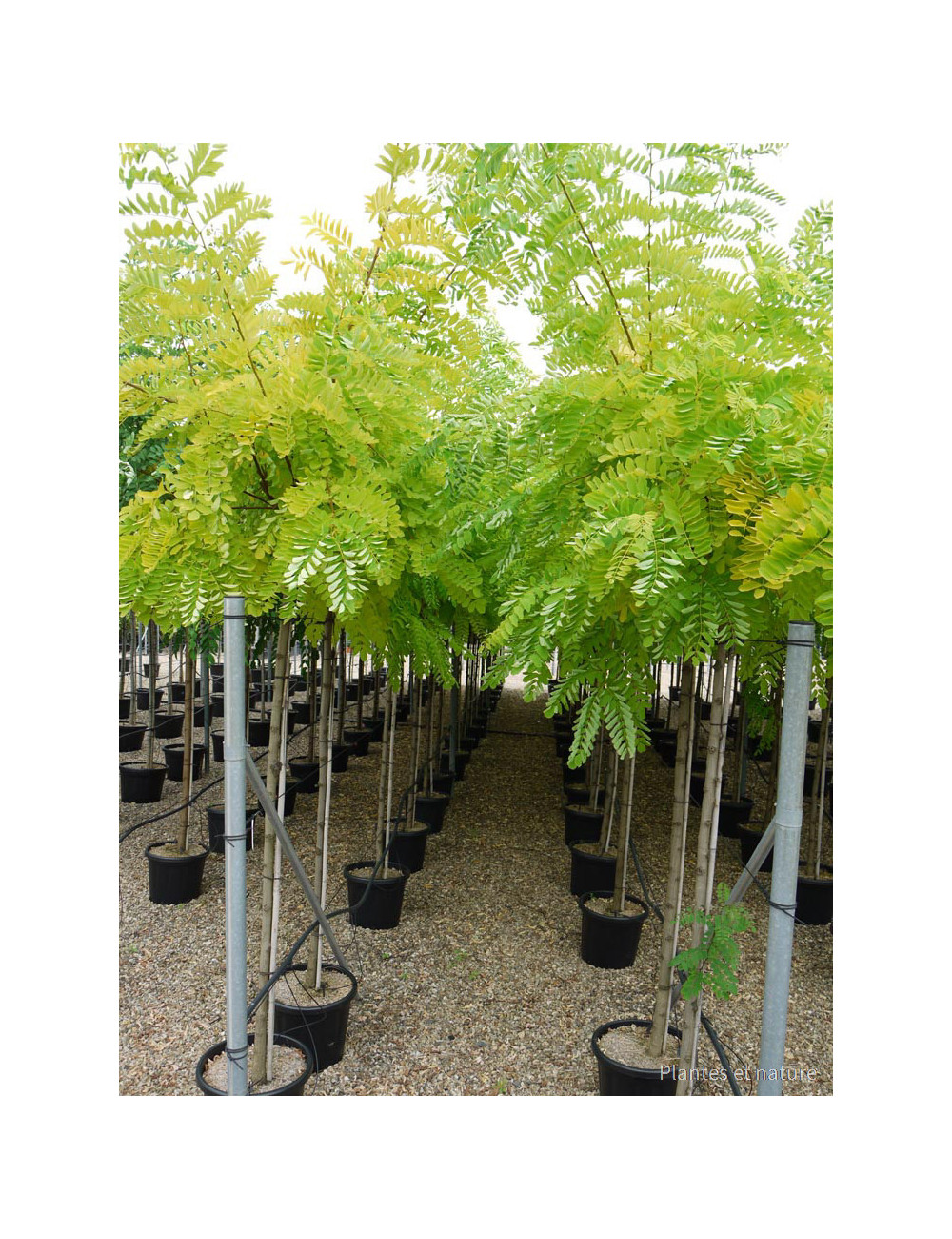 ROBINIA pseudoacacia FRISIA (Faux acacia ou Robinier)