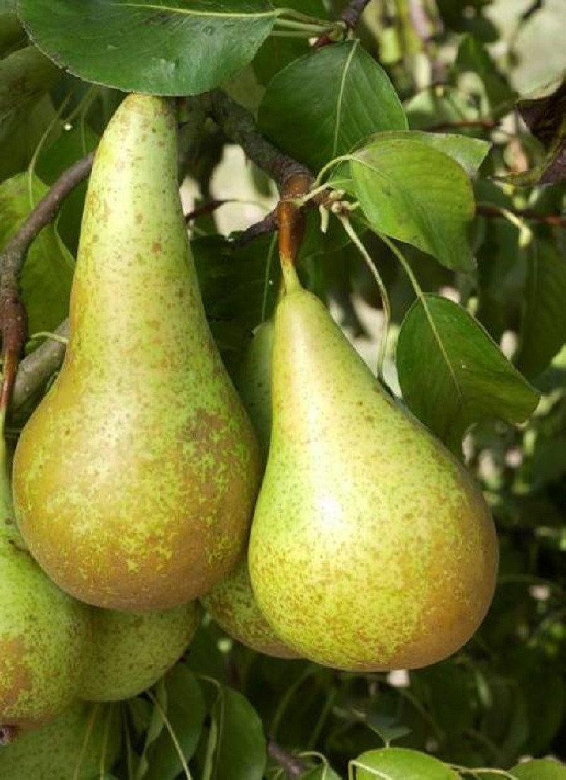 POIRIER CONFÉRENCE (PYRUS communis)