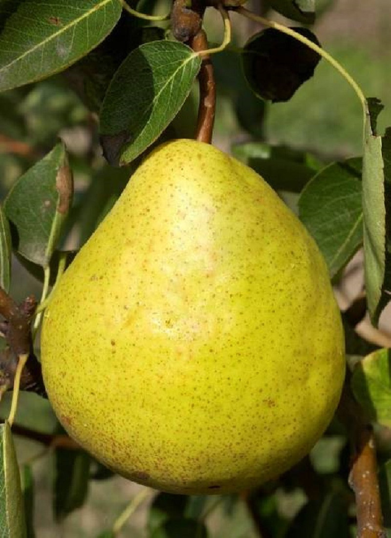 POIRIER WILLIAMS (PYRUS communis)