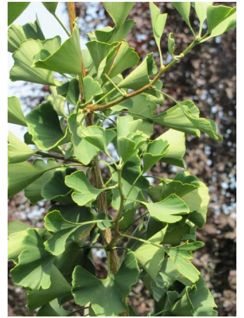 GINKGO biloba PRINCETON SENTRY (Arbre aux quarante écus Princeton Sentry)