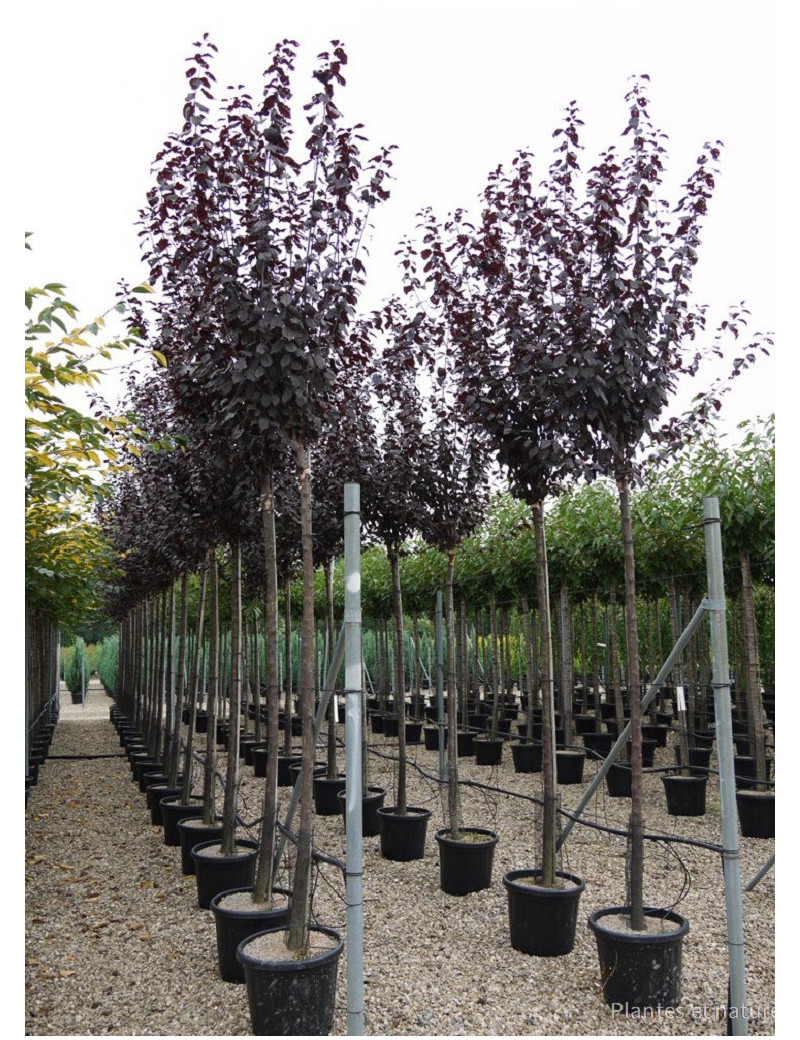 PRUNUS cerasifera ATROPURPUREA (Prunier myrobolan Nigra)
