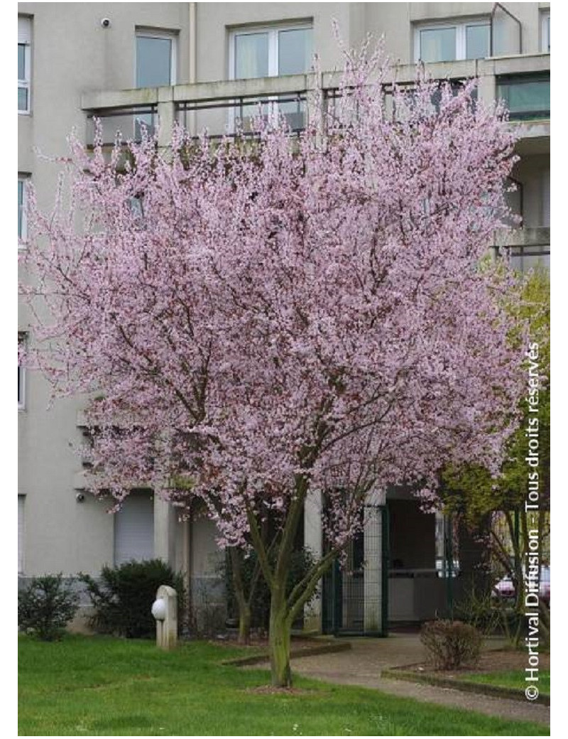 PRUNUS cerasifera ATROPURPUREA (Prunier myrobolan Nigra)