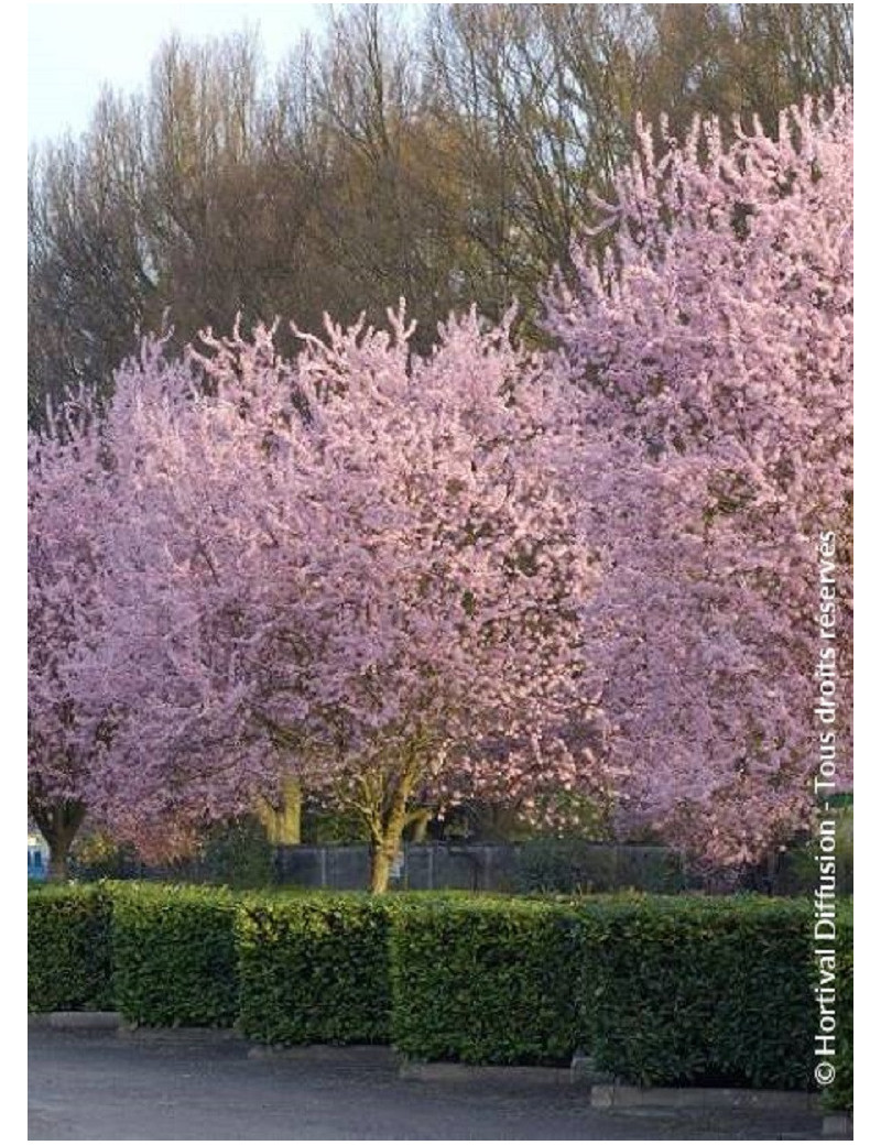 PRUNUS cerasifera ATROPURPUREA (Prunier myrobolan Nigra)