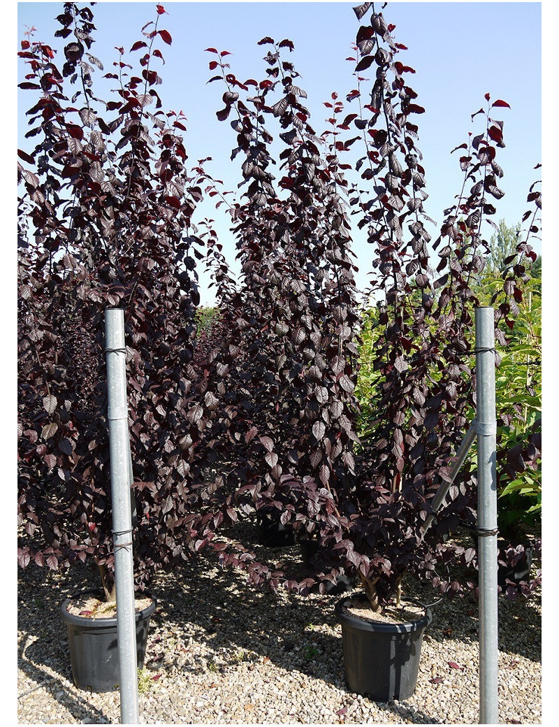 PRUNUS cerasifera ATROPURPUREA (Prunier myrobolan Nigra)