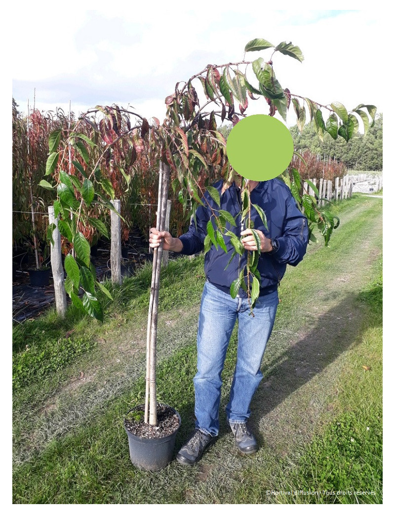 PRUNUS KIKU-SHIDARE-ZAKURA (Cerisier à fleurs pleureur)