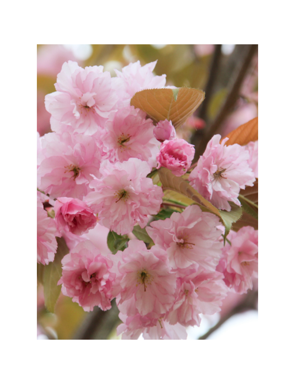 PRUNUS serrulata KANZAN (Cerisier à fleurs)