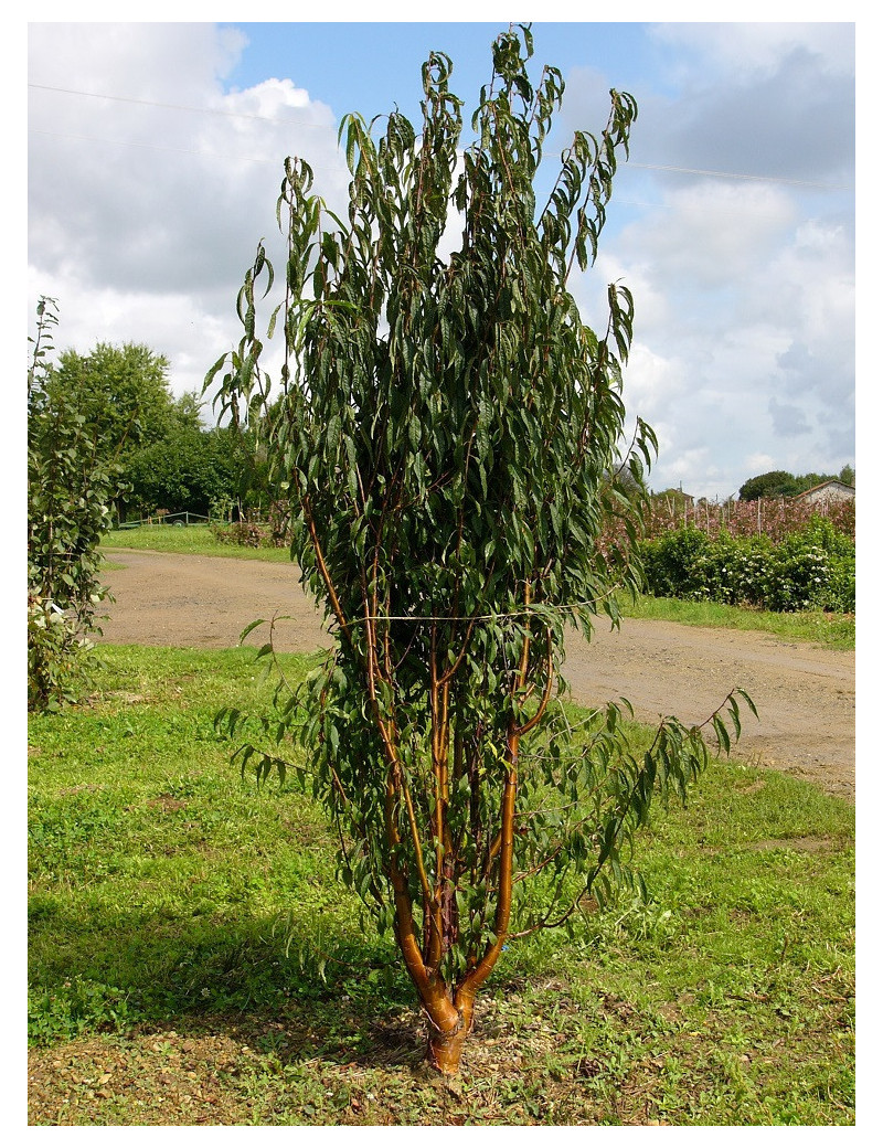 PRUNUS serrula (Cerisier du Tibet)
