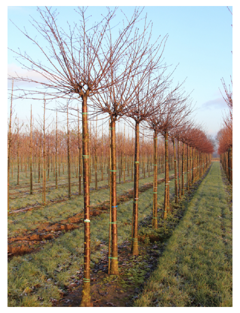 PRUNUS serrula (Cerisier du Tibet)