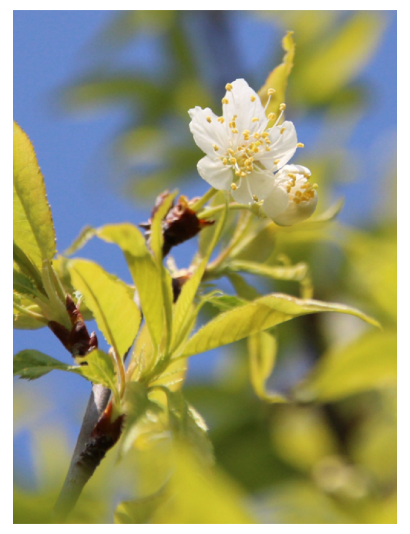 PRUNUS serrula (Cerisier du Tibet)