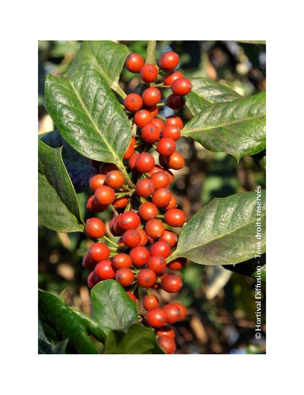 ILEX NELLIE R. STEVENS (Houx - Arbre)
