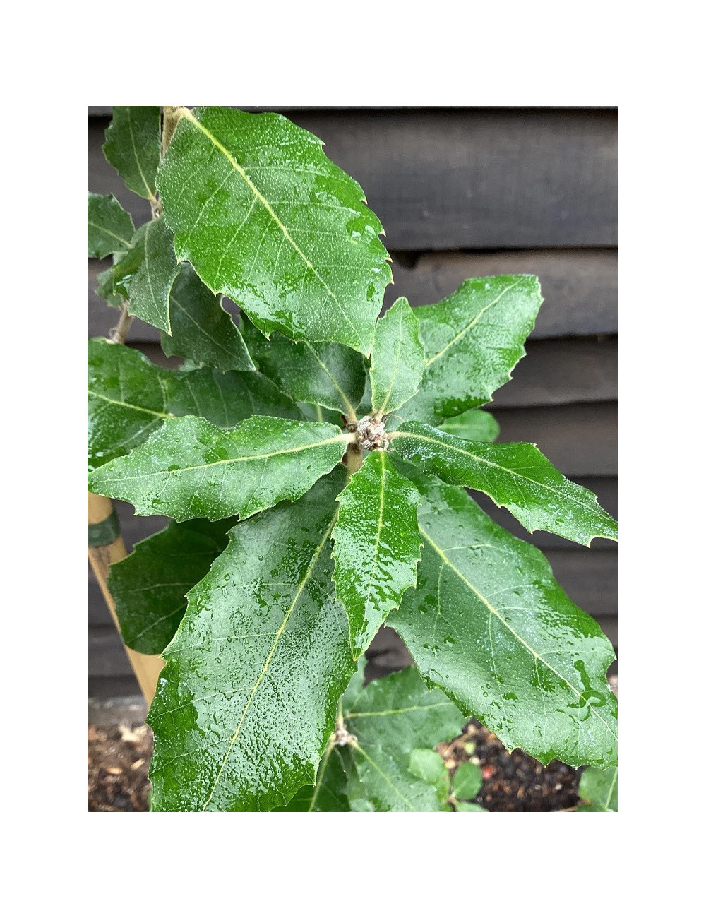 QUERCUS ilex (Chêne vert, Chêne faux-houx, Yeuse)