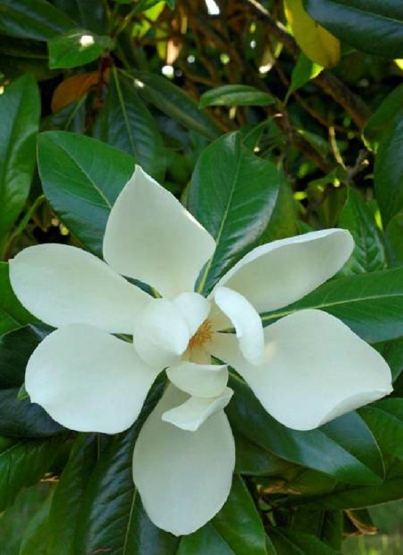 MAGNOLIA grandiflora GALISSONIENSIS (Magnolia à grandes fleurs)