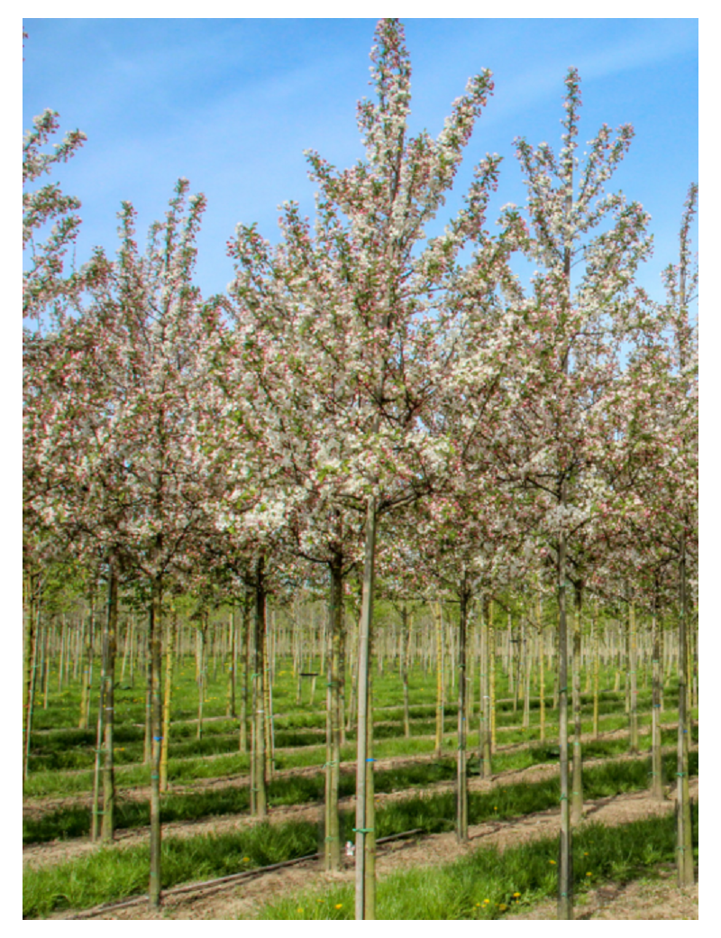 MALUS perpetu EVERESTE® (Pommier d'ornement)