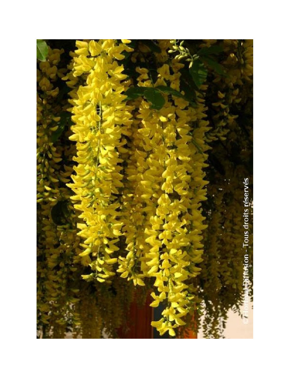 LABURNUM watereri VOSSII (Cytise de Vos)