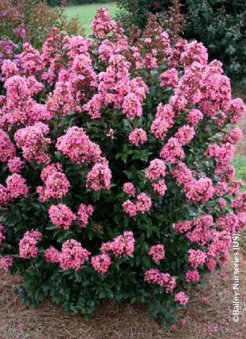 LAGERSTROEMIA CORAL MAGIC® (Lilas des Indes)