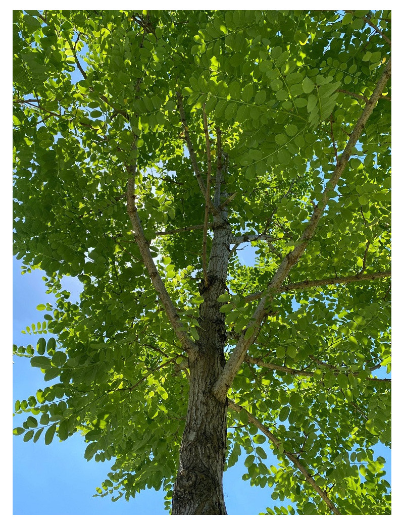 ROBINIA pseudoacacia BESSONIANA (Faux acacia ou Robinier)