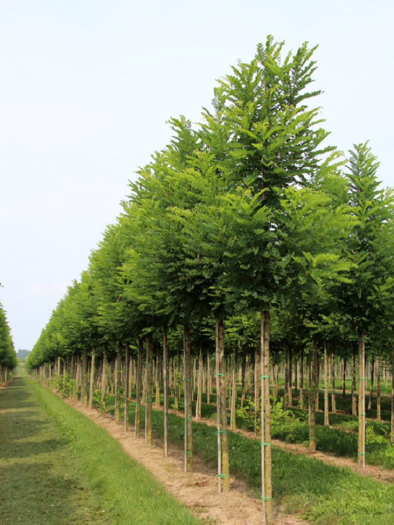 ROBINIA pseudoacacia BESSONIANA (Faux acacia ou Robinier)