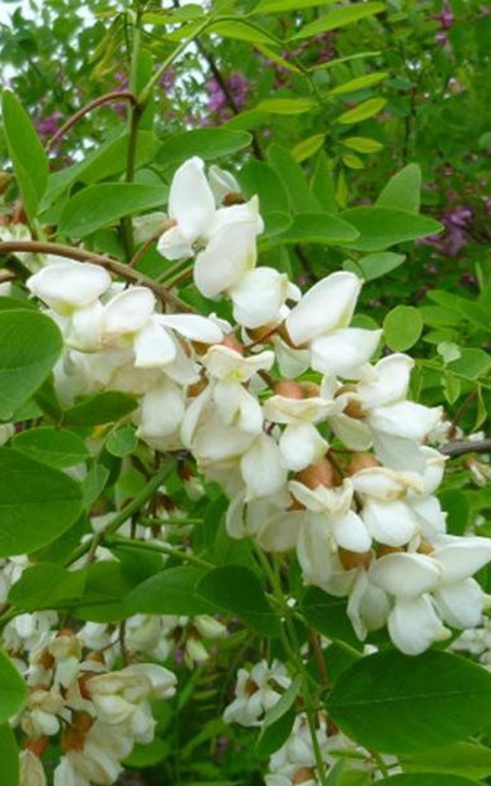 ROBINIA pseudoacacia BESSONIANA (Faux acacia ou Robinier)