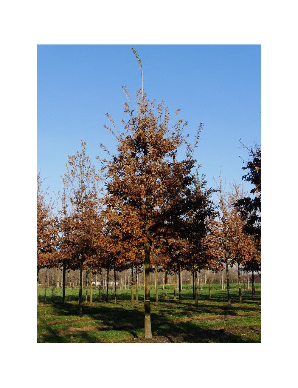QUERCUS cerris (Chêne chevelu de Bourgogne, Chêne Lombard)