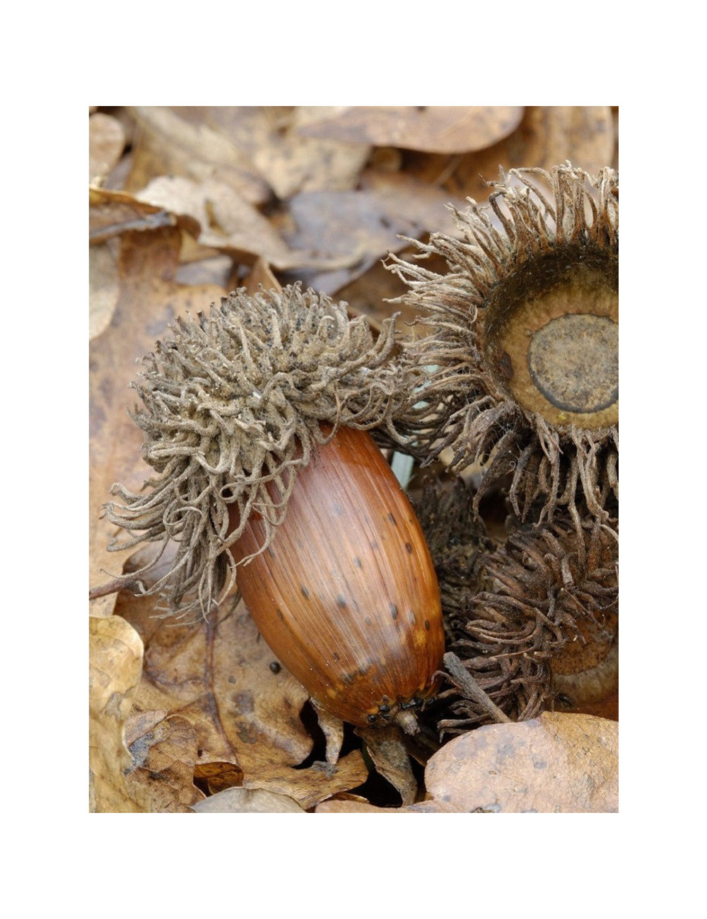QUERCUS cerris (Chêne chevelu de Bourgogne, Chêne Lombard)